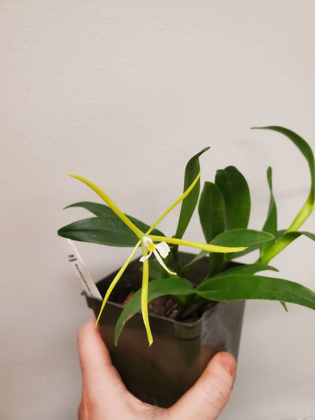 Fragrant Species Orchid Plant LIVE Epidendrum Nocturnum Night Fragrant ...