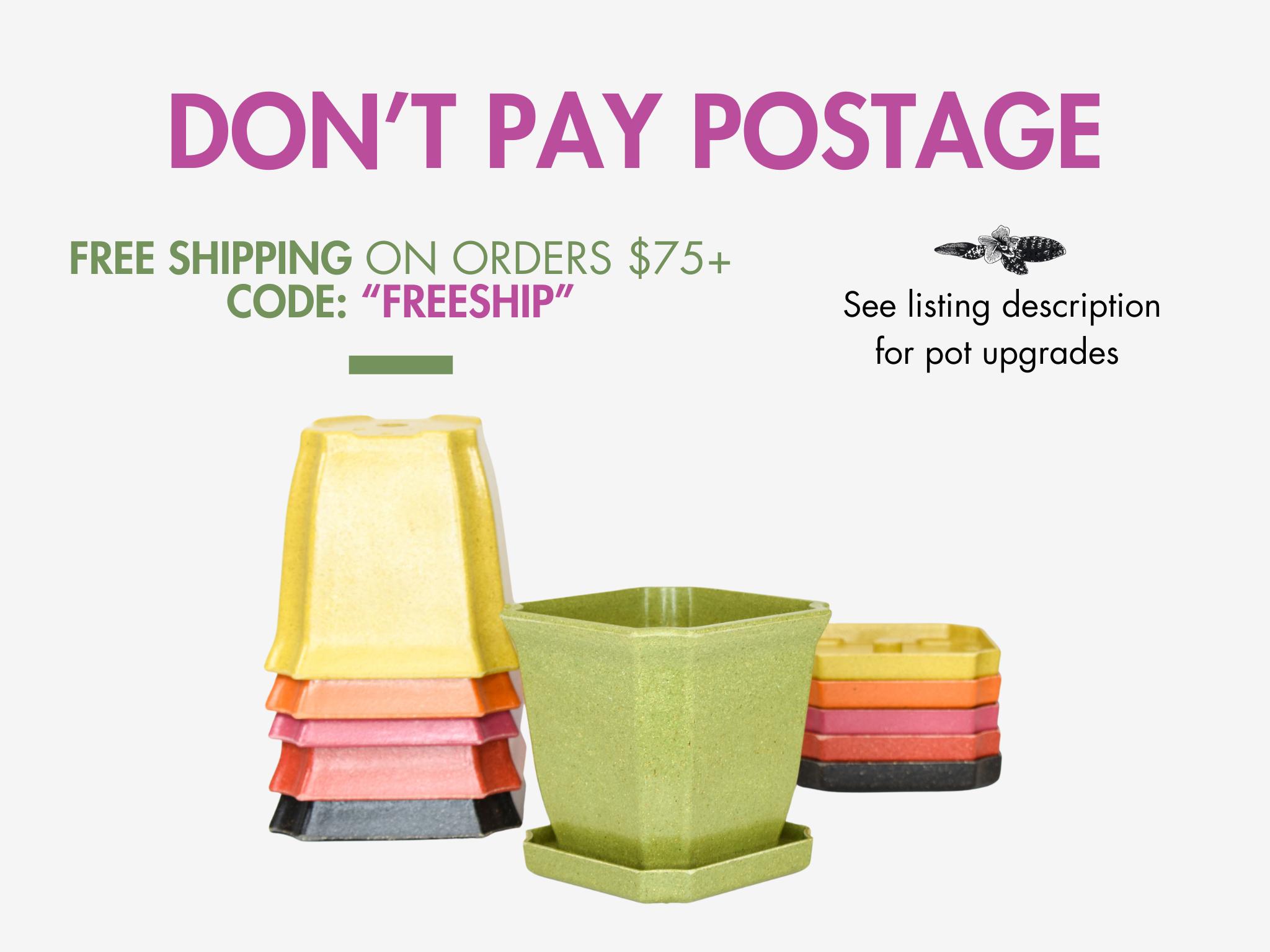 Orchid Plant LIVE Dendrobium Alice Iwanaga | Rare BLOOMING SIZE Indoor ...