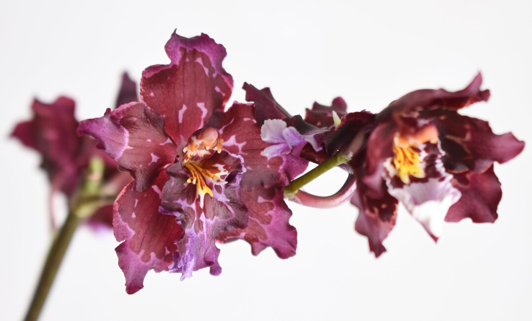 Orchid Plant LIVE Wilsonara Lisa Devos ‘burgundy’ | Blooming Size ...