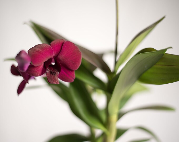 Orchid Plant LIVE Dendrobium Velvet Melody 'winter Wine' | Rare Exotic ...