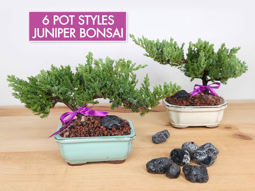 Live Juniper Bonsai Tree Kit: A Time-tested Favorite With 6 Choices of ...