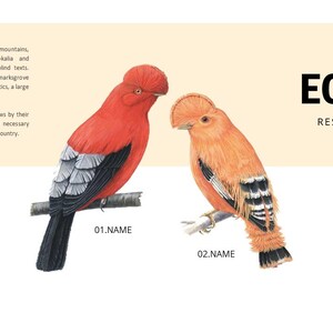 Minimal Bird Guide Style Powerpoint Template - Etsy