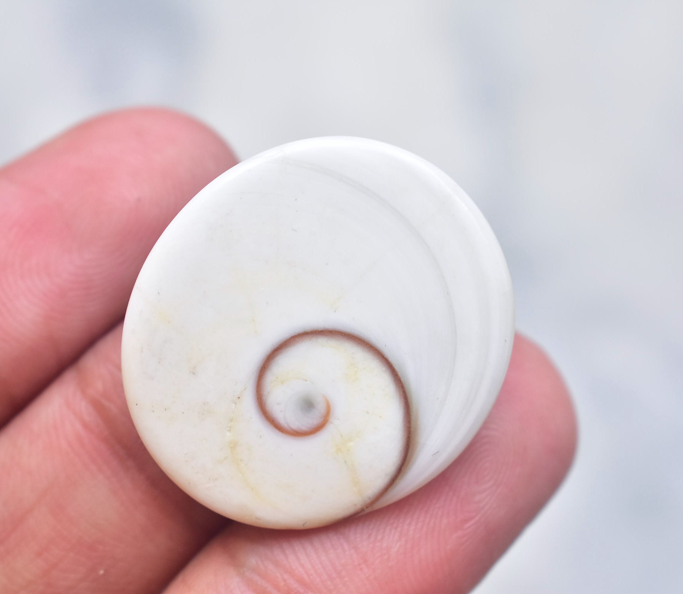 Shiva Eye Shell Cabochon / Shiva Eye Shell Gemstone / Freeform | Etsy