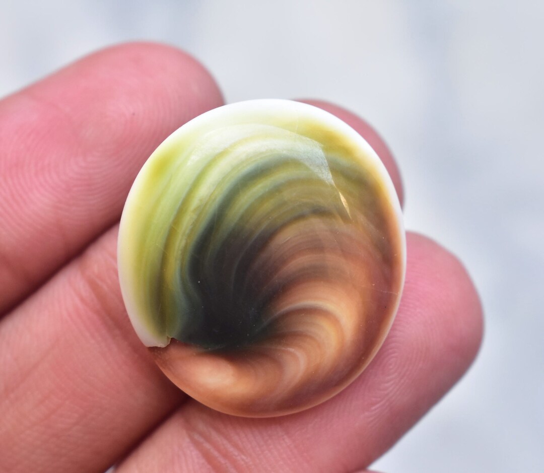 Shiva Eye Shell Cabochon / Shiva Eye Shell Gemstone / Freeform Shape ...