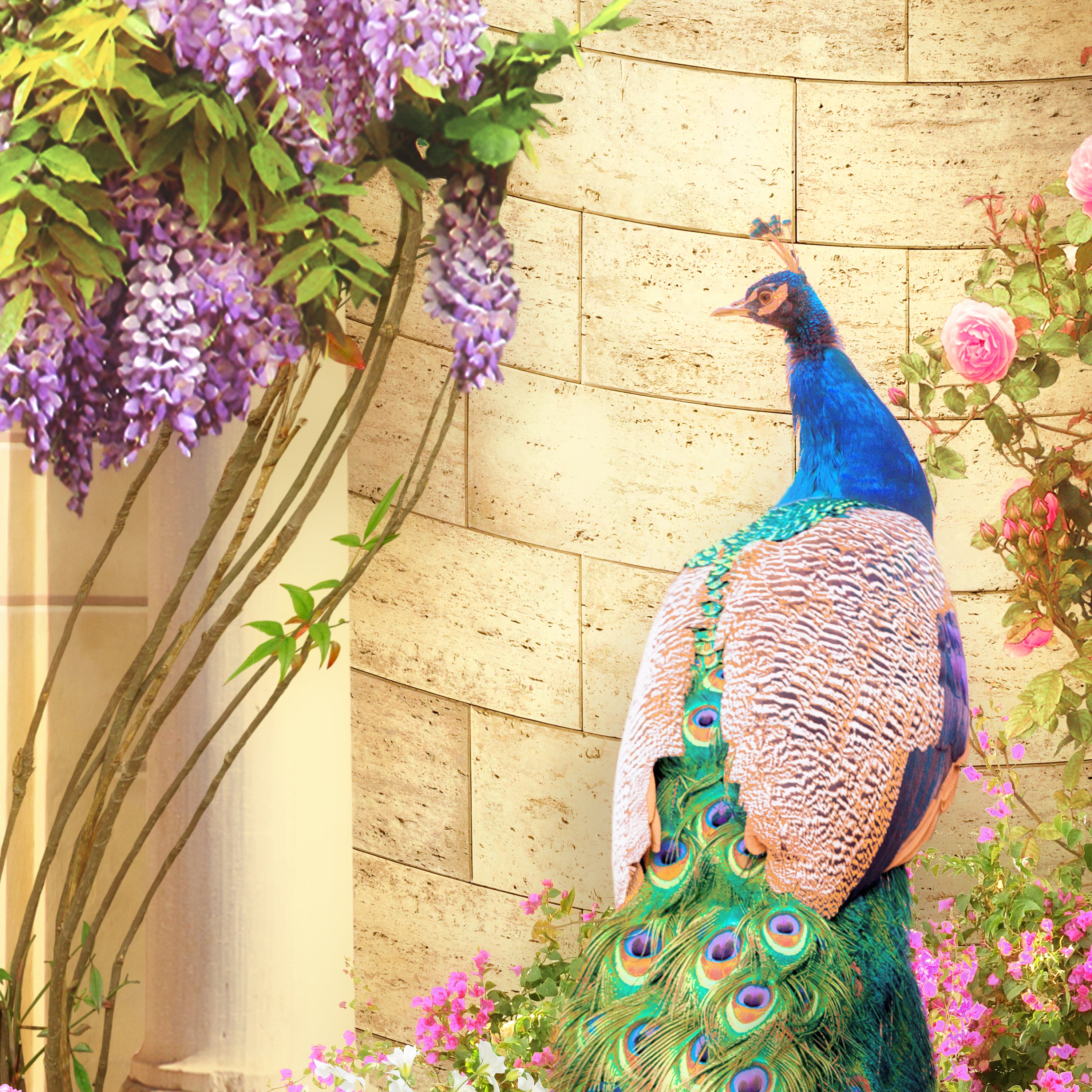 Peacock Print, Vintage Peacock, Printable Wall Art, Bird Prints ...