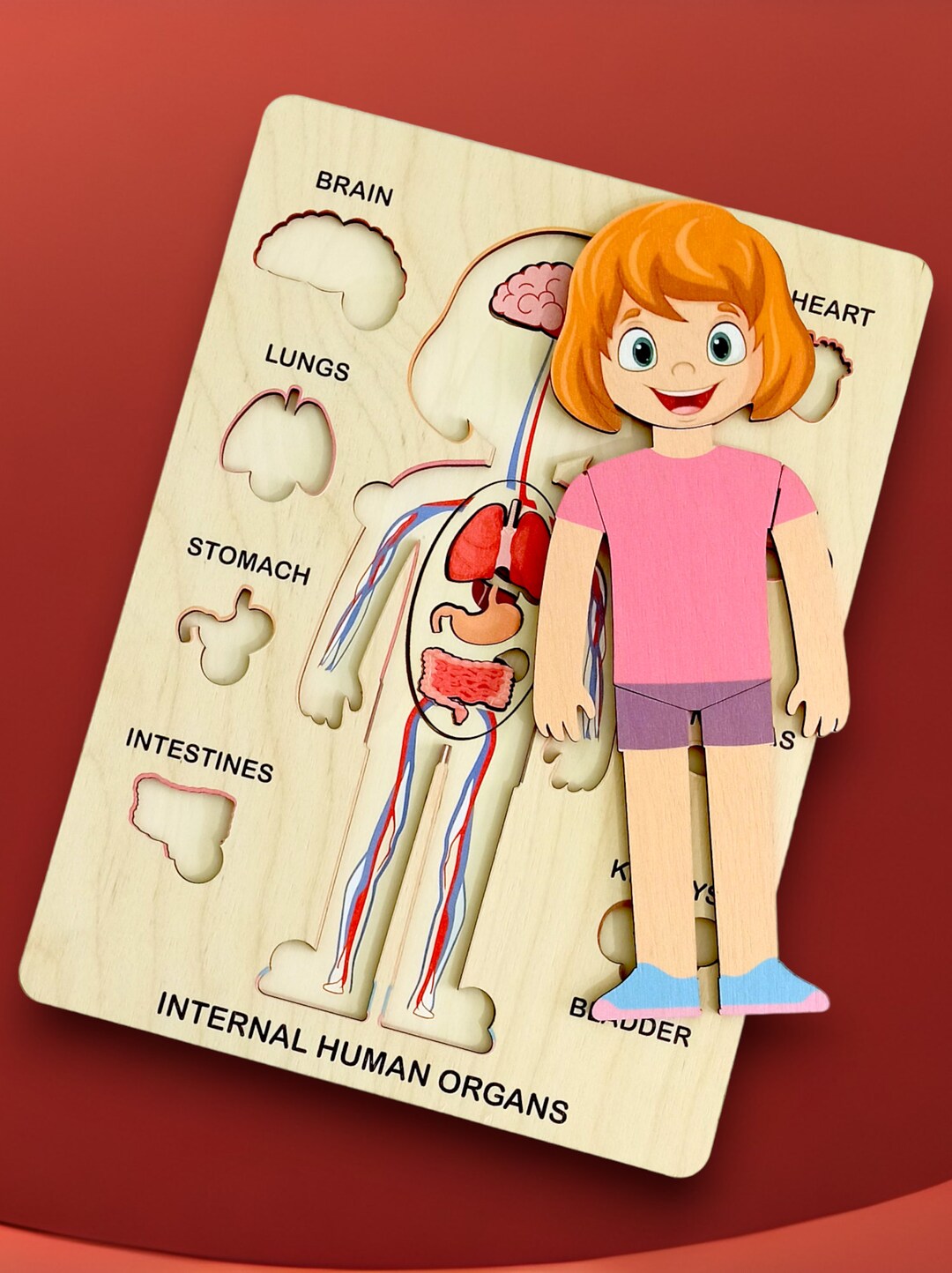 Baby Educational Toys Human Body Puzzle, Children's Anatomy, Wooden ...