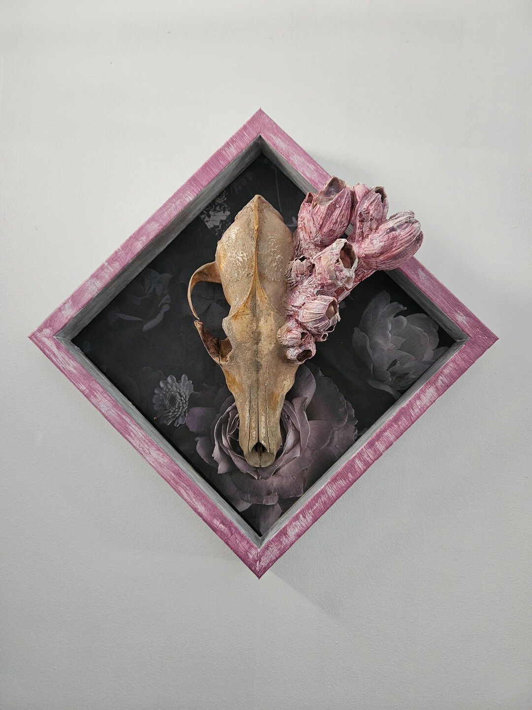 Coyote Skull With Barnacles Taxidermy Mount read Description - Etsy