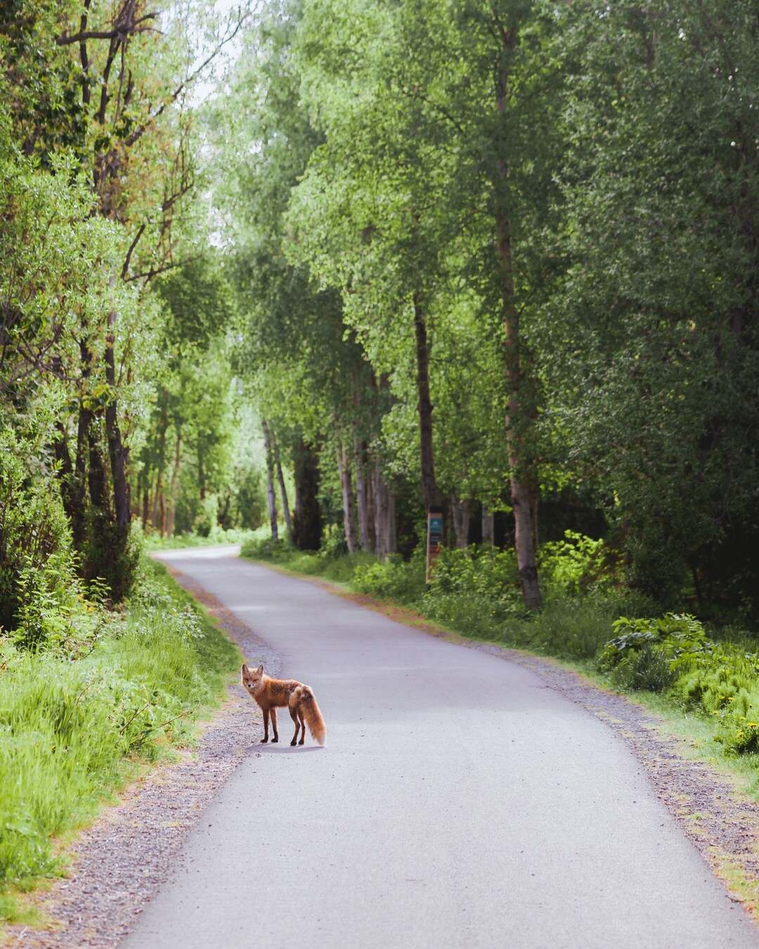 Anchorage Red Fox Local on the Bike Path in Anchorage Alaska - Etsy
