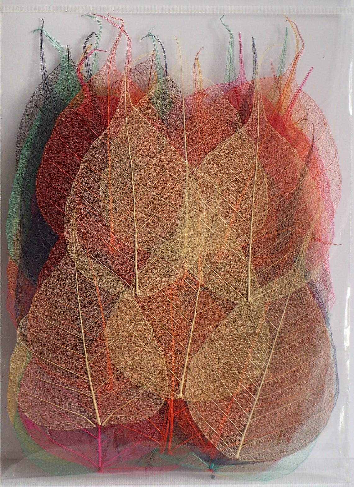Skeletonised Rubber Tree and Banyan Tree Leaves Assorted - Etsy