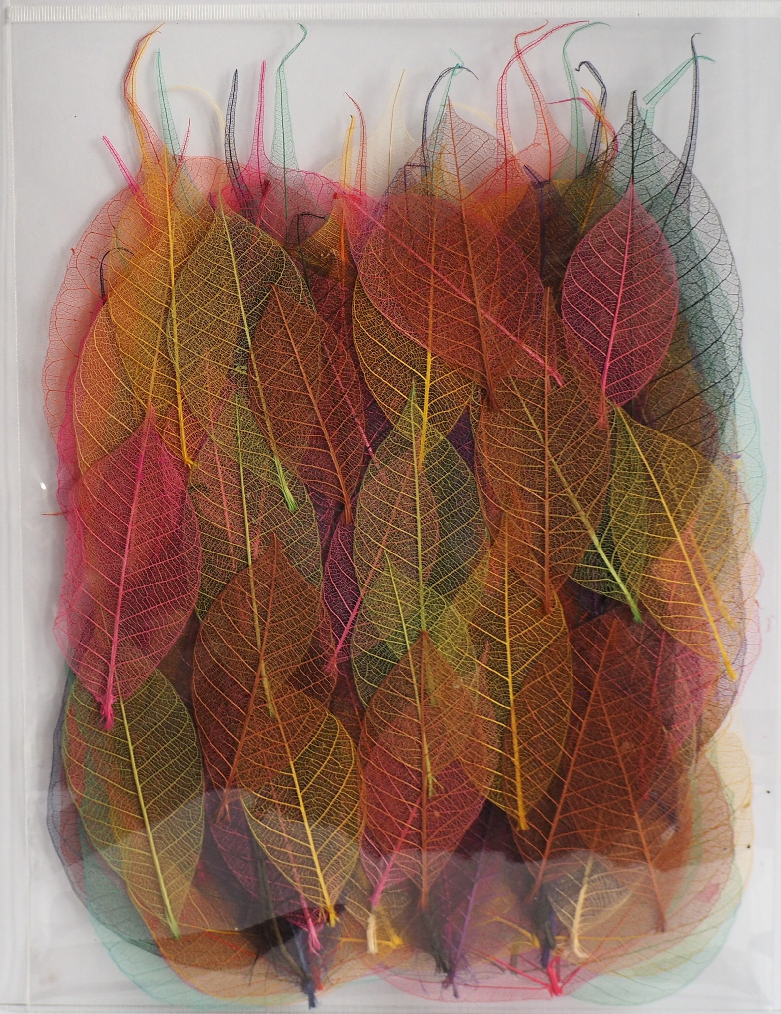 Skeletonised Rubber Tree and Banyan Tree Leaves Assorted - Etsy