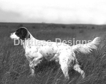 English Springer Spaniel Bird Dog Print 11 X 14 Hunting Dog in the ...