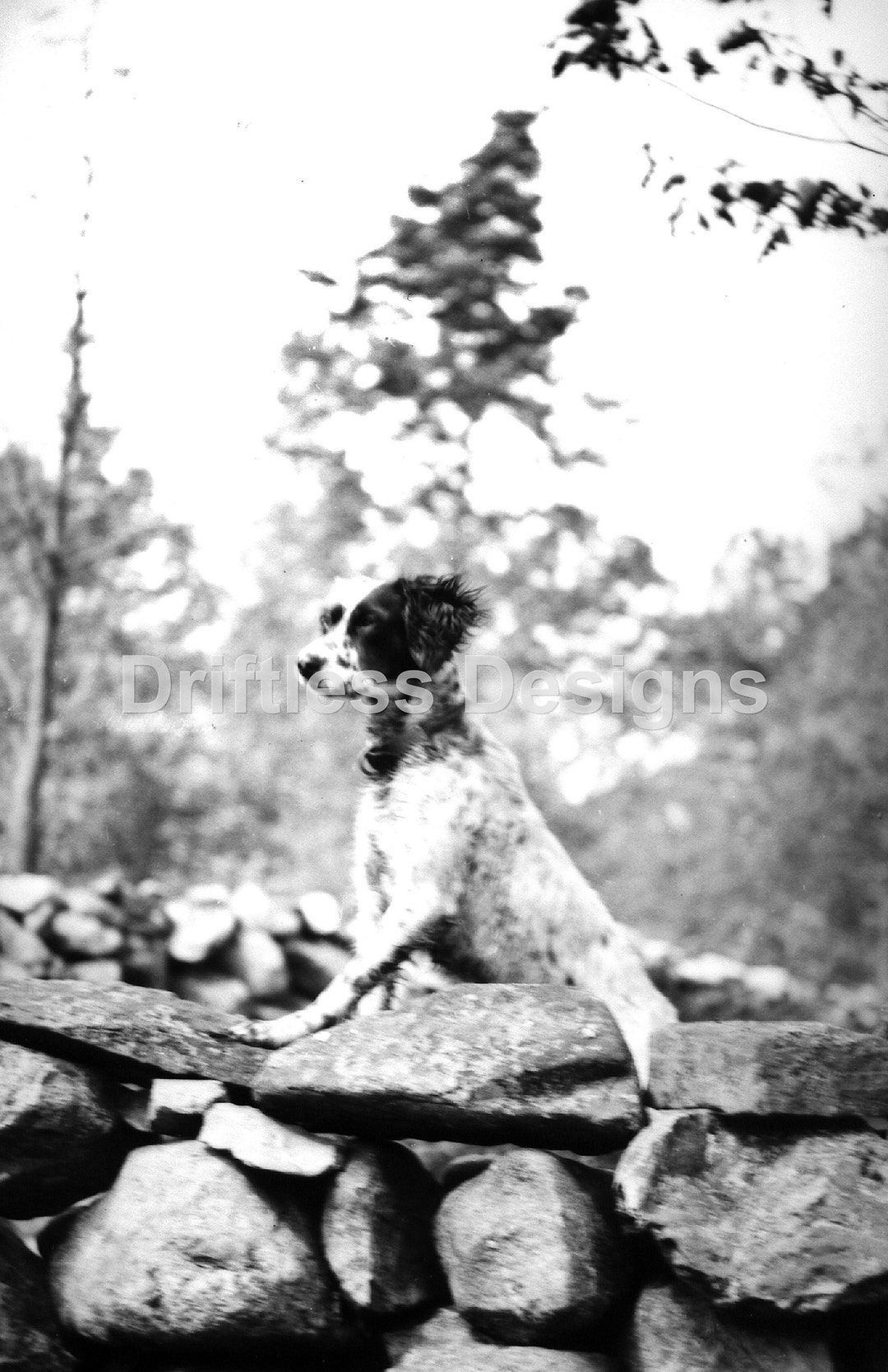 Vintage Photograph Hunting Dog - Etsy