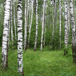 Birch Bark / Betulae Cortex / Health Embassy - Etsy