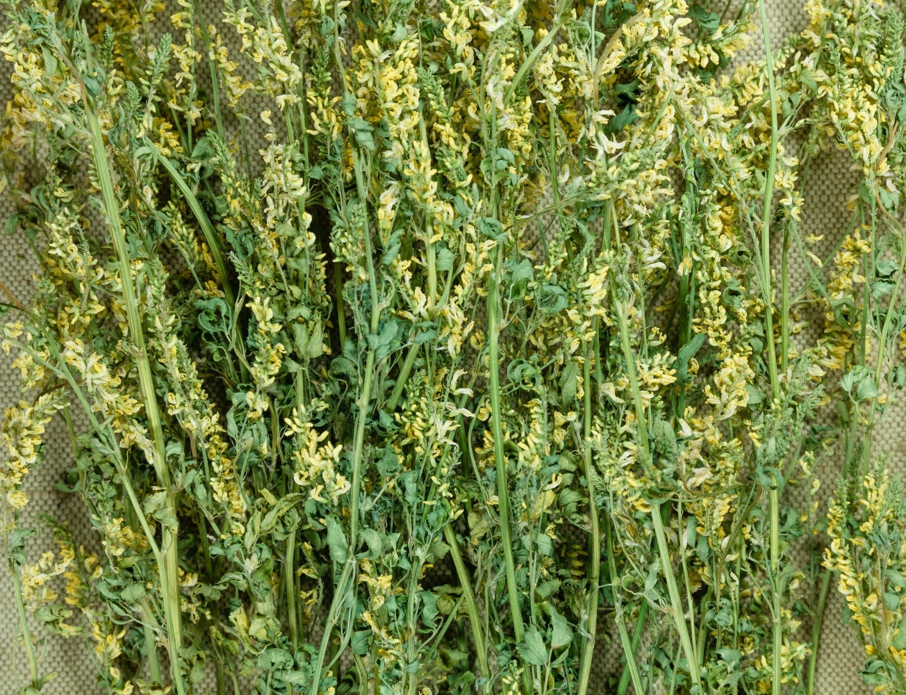 Meliot Sweet Clover Herb / Melilotus L / Herbal Tea Health Embassy - Etsy