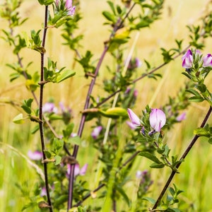 Spiny Restharrow Root / Ononis Spinosa L. / Health Embassy - Etsy