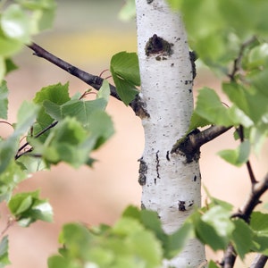 Birch Bark / Betulae Cortex / Health Embassy - Etsy
