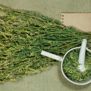 Meliot Sweet Clover Herb / Melilotus L / Herbal Tea Health Embassy - Etsy