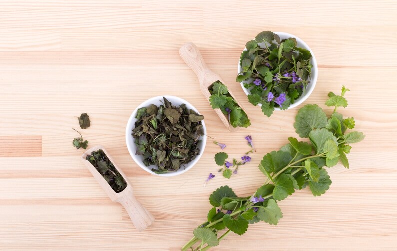 Ground Ivy Herb / Glechoma Hederacea L / Herbal Tea Health Embassy - Etsy