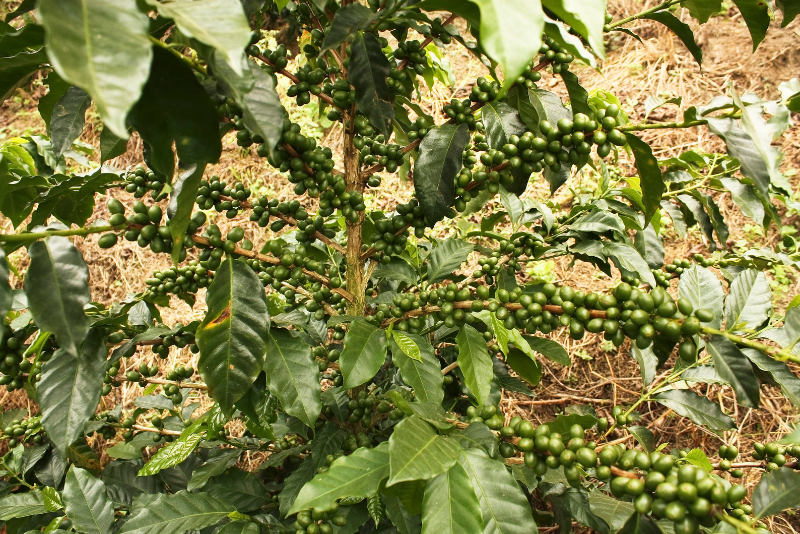 Green Coffee Ground / Health Embassy - Etsy UK