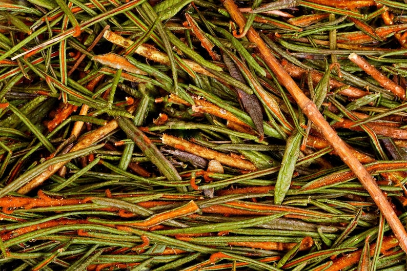 Marsh Labrador Herb / Rhododendron tomentosum / Ledum Palustre Health ...