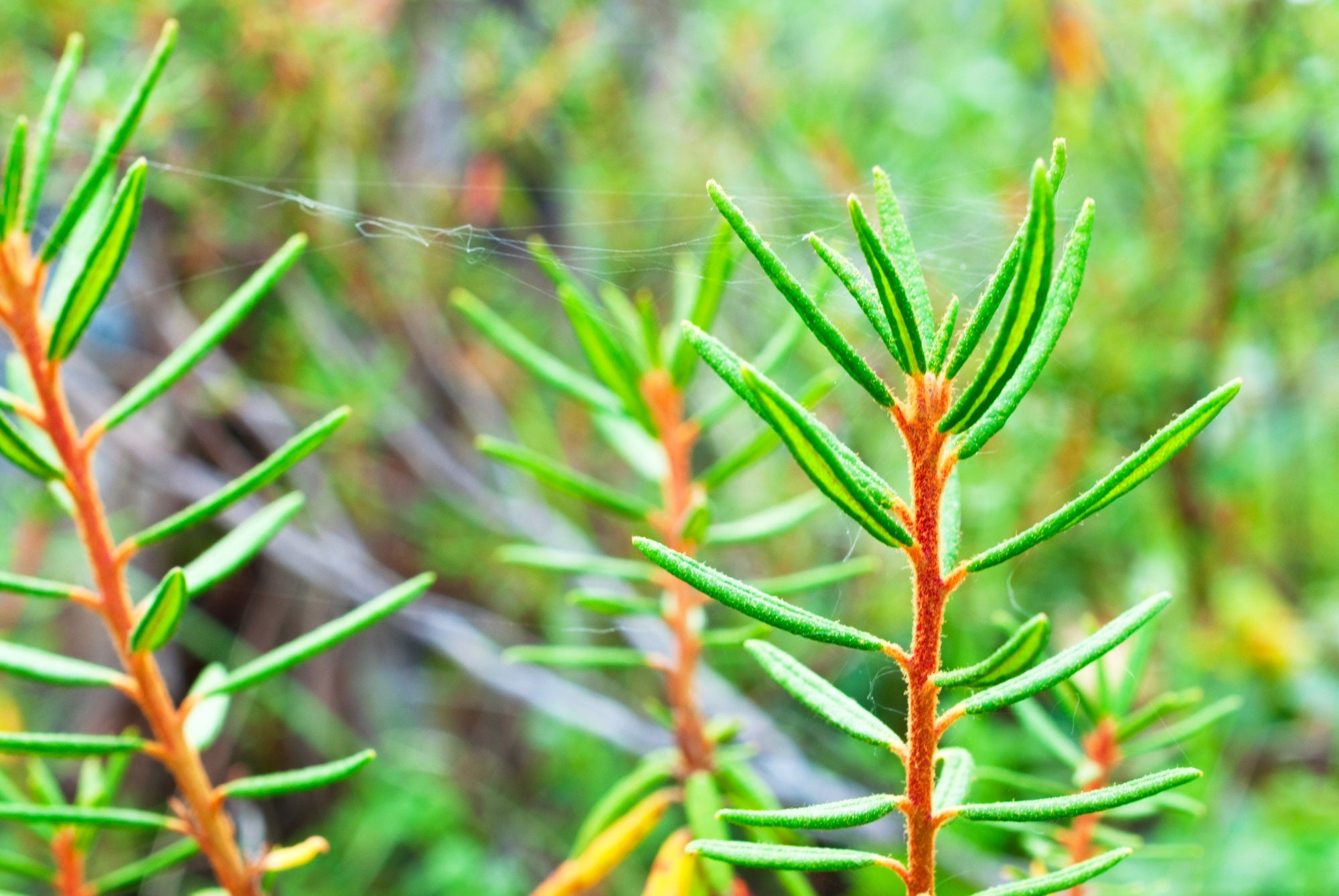 Marsh Labrador Herb / Rhododendron Tomentosum / Ledum Palustre - Etsy