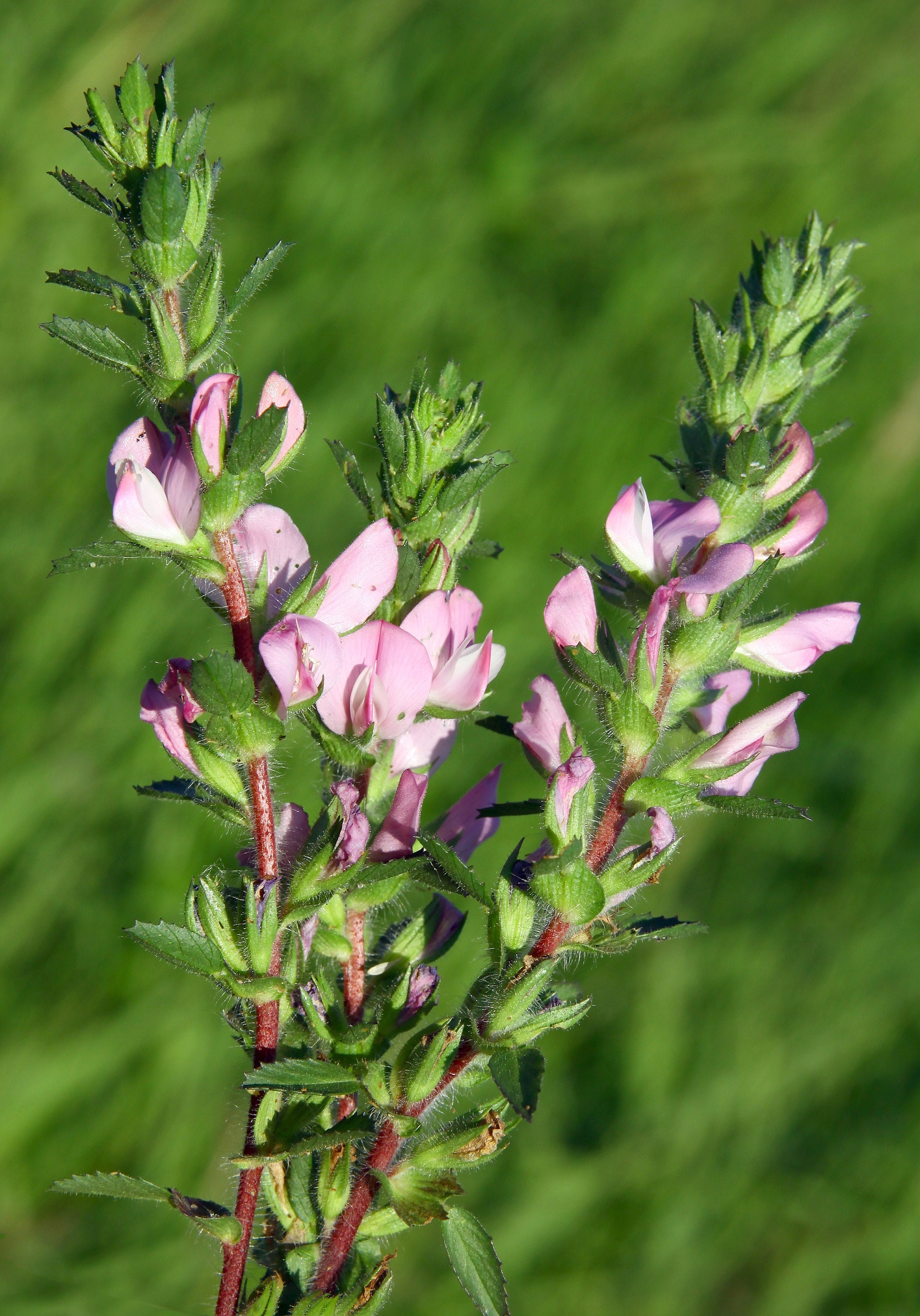 Spiny Restharrow Root / Ononis Spinosa L. / Health Embassy - Etsy
