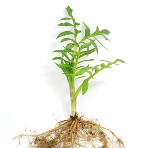 Valerian Root / Radix Valerianae / Health Embassy - Etsy