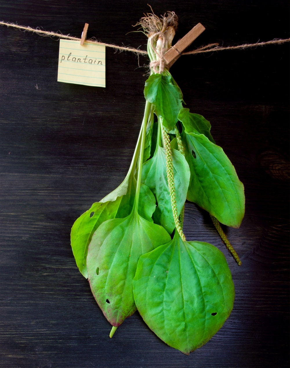 English Plantain Leaf / Plantago Lanceolata L / Herbal Tea Health ...