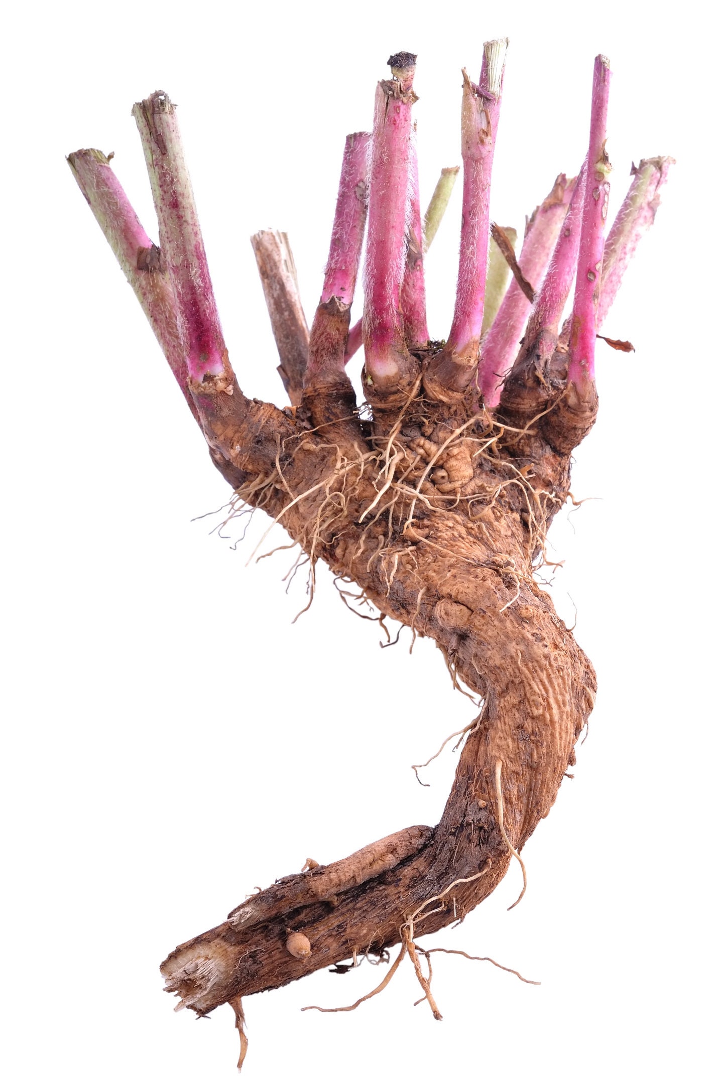 Chicory Root / Cichorium L. Cichory Radix / Herbal Tea Health Embassy ...
