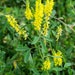 Meliot Sweet Clover Herb / Melilotus L / Herbal Tea Health Embassy - Etsy