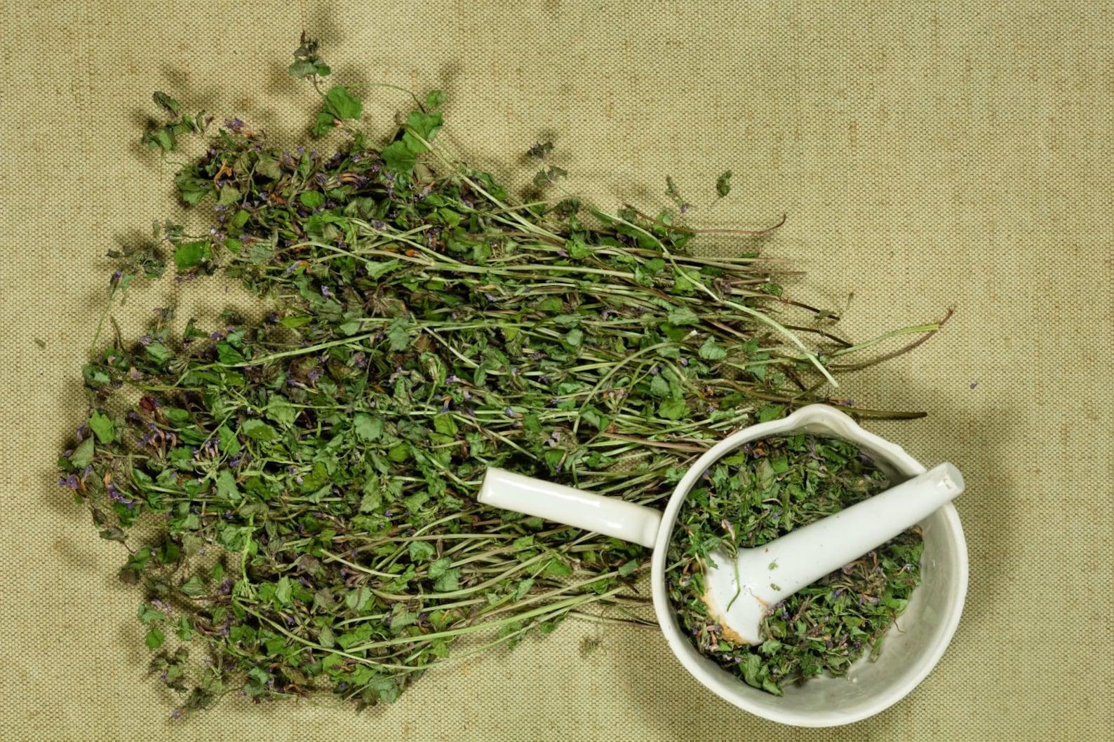 Ground Ivy Herb / Glechoma Hederacea L / Herbal Tea Health Embassy - Etsy