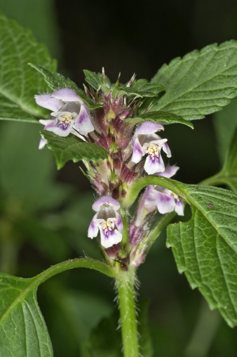 Hemp Nettle Herb / Galeopsis Tetrahit L / Herbal Tea Health Embassy - Etsy