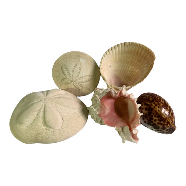 Sea Shell Decorations - Etsy