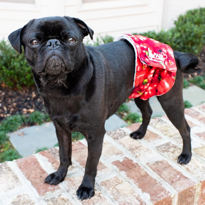 Belly Band for Dogs - Etsy