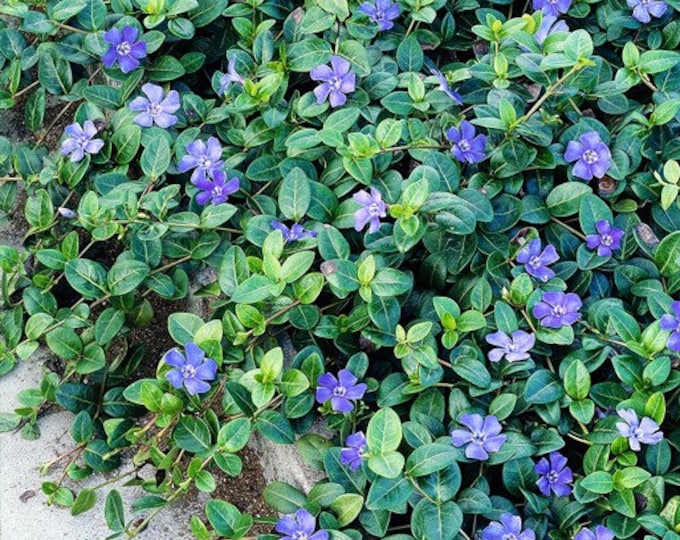 2 Violet Blue Vinca - Periwinkle Plants - Etsy