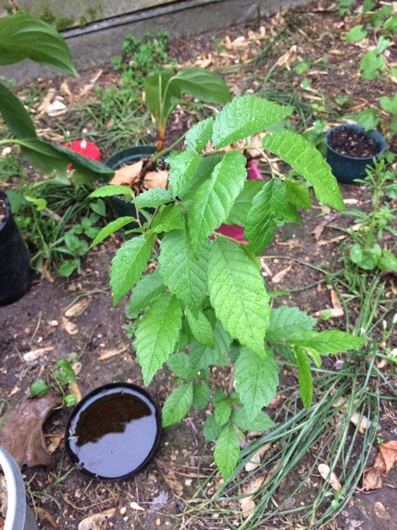 1 Healthy Wild American Elm Tree Seedling From Our Ozark | Etsy