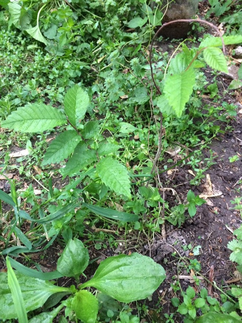 1 Healthy Wild American Elm Tree Seedling From Our Ozark | Etsy