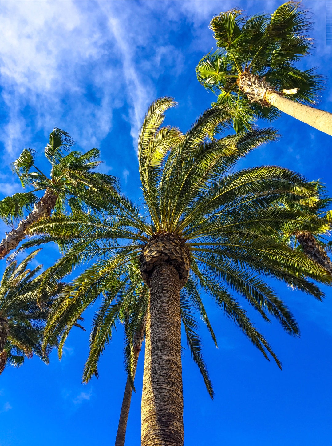 Palm Tree Perspective - Etsy