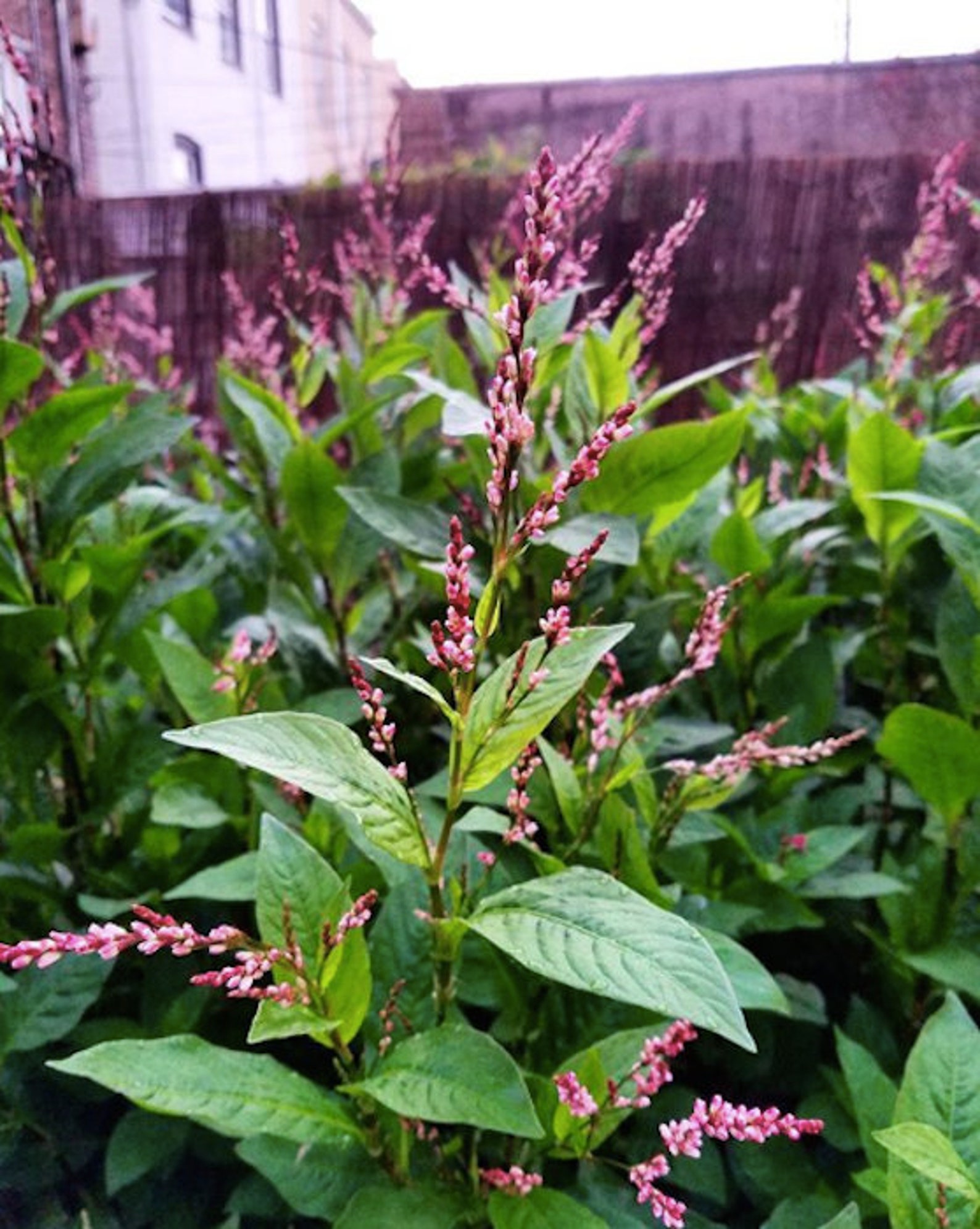 Japanese Indigo Seeds 10g / Polygonum Tinctorium / - Etsy