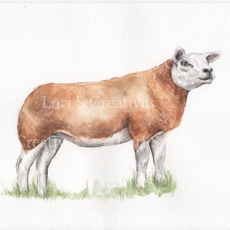 Sheep Texan - Etsy UK