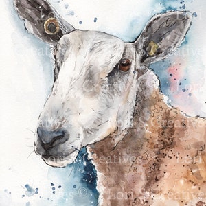 Bluefaced Leicester, Sheep, Picture - Etsy