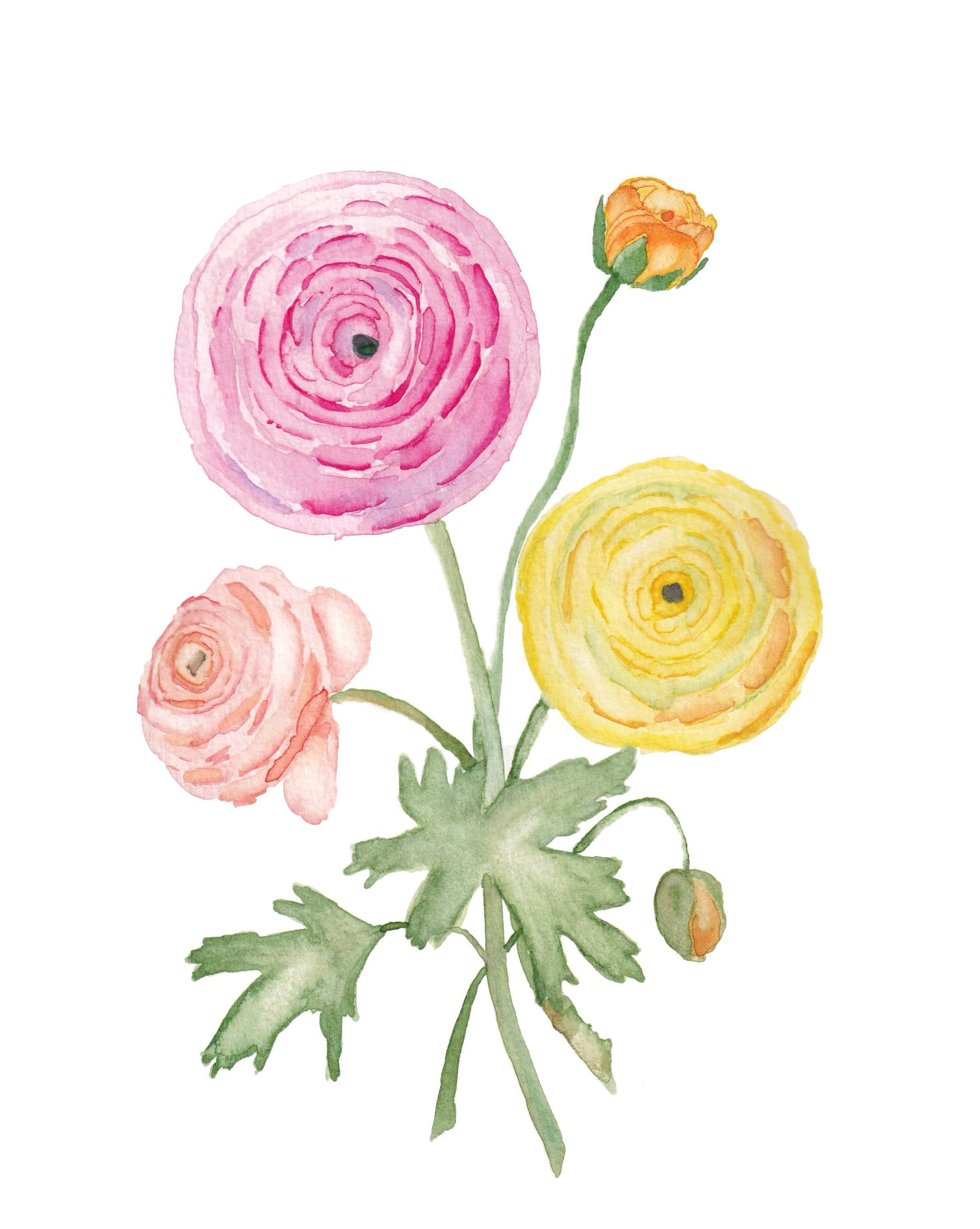 Ranunculus Watercolor Digital Download - Etsy