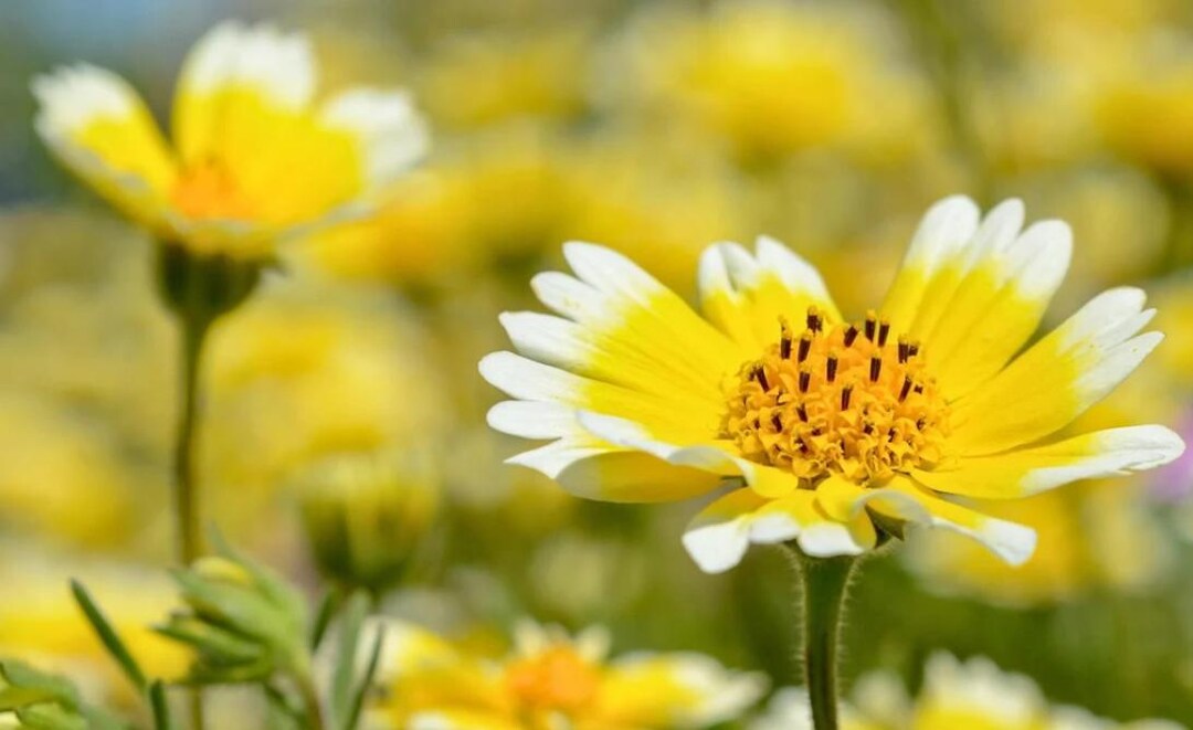 Tidy Tips Flower Seeds Heirloom Seeds, Southwest Native Wildflower ...