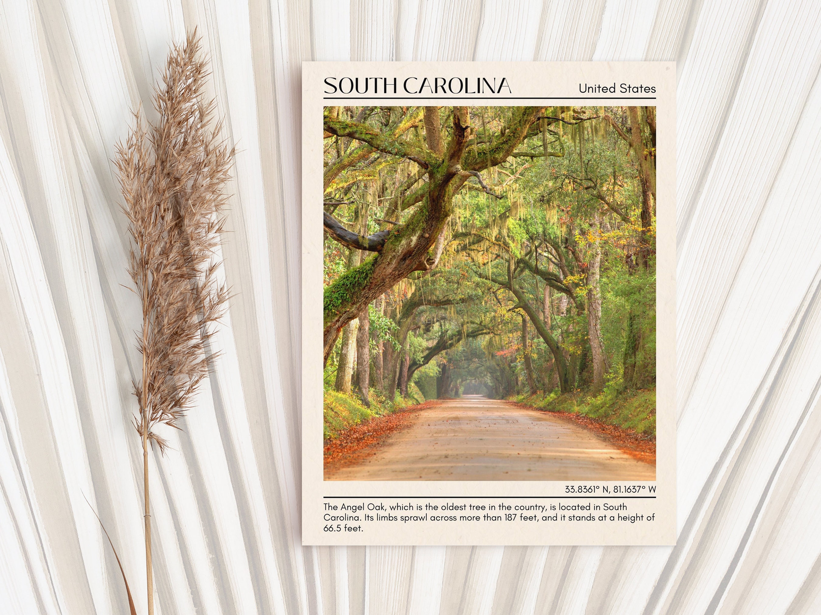 South Carolina Art, South Carolina Canvas, South Carolina Framed Poster ...