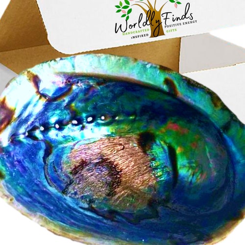 New56 Inch Large Natural Abalone Shell Decorshell House - Etsy