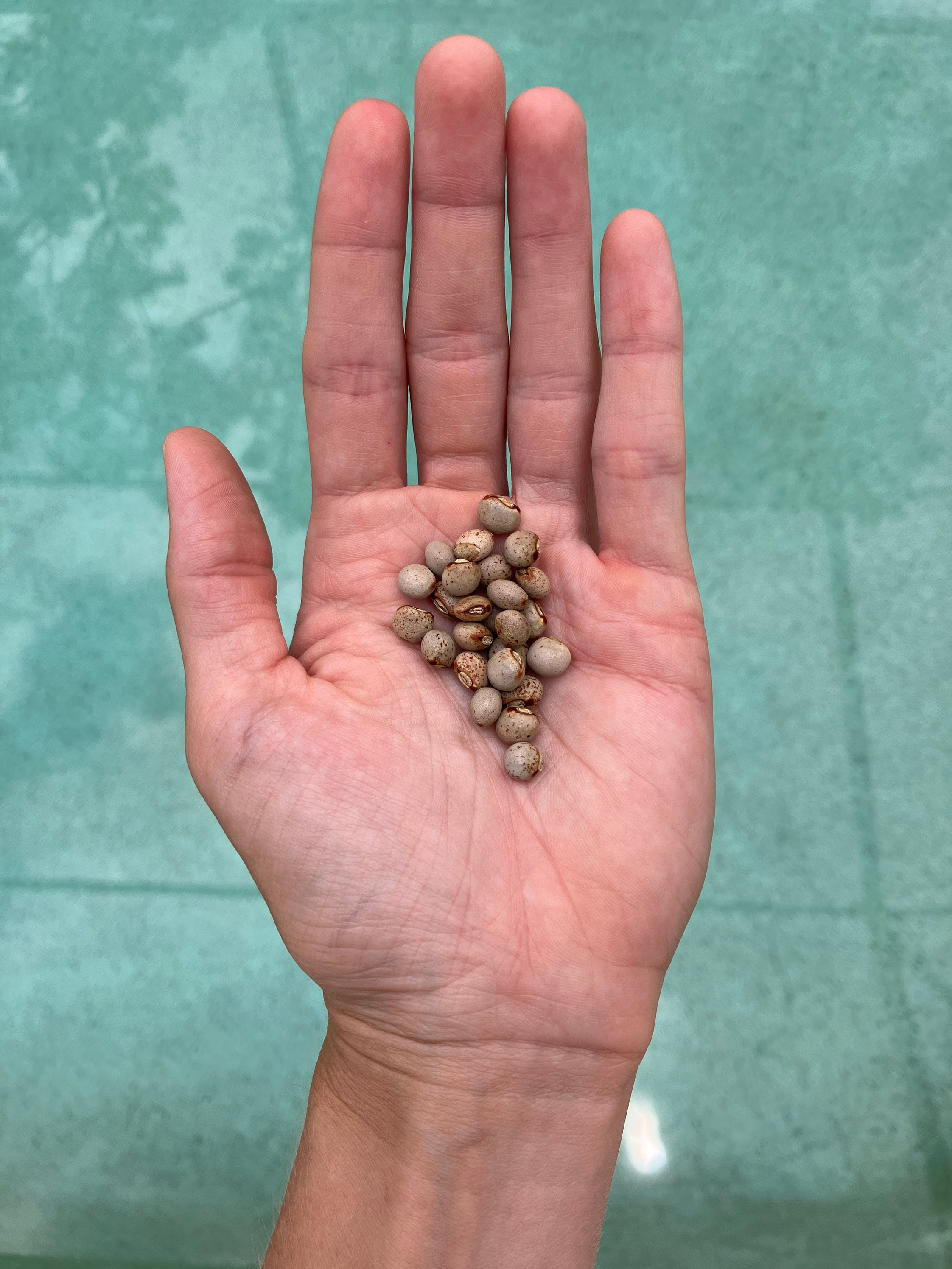 Pigeon Pea Seeds (cajanus Cajan) -- Red Gram Shipping Now - Etsy