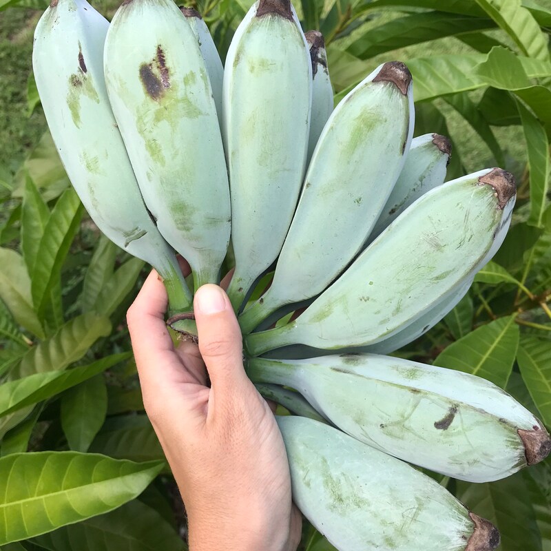 Plant Food Ice - Etsy