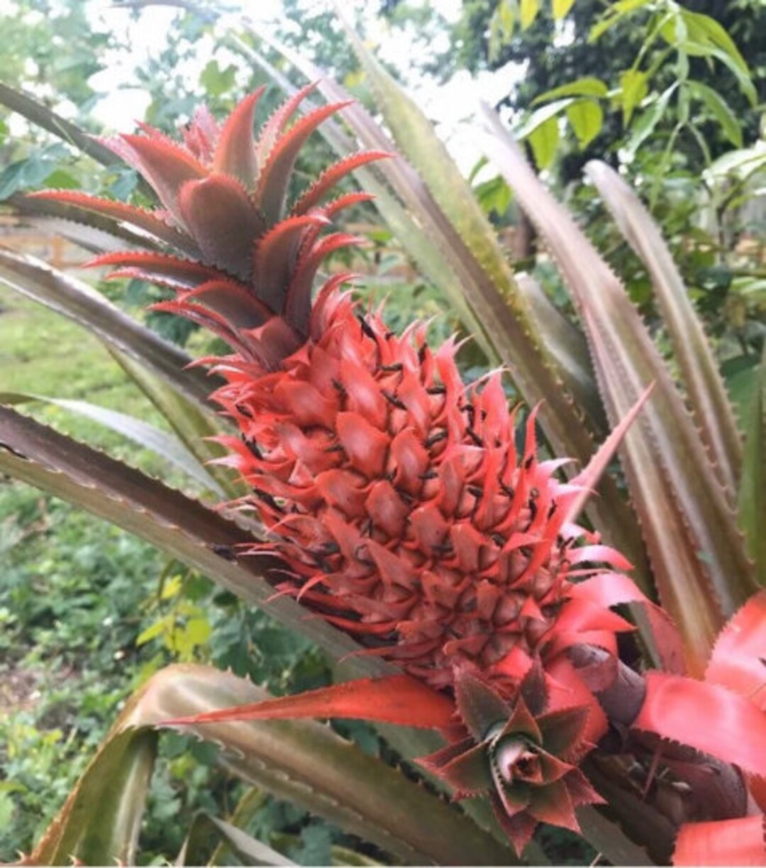 RARE Red Brazilian Pineapple Plants (ananas Bracteatus) - Etsy