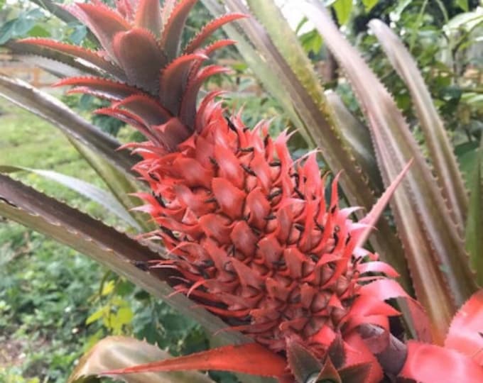 RARE Red Brazilian Pineapple Plants (ananas Bracteatus) - Etsy