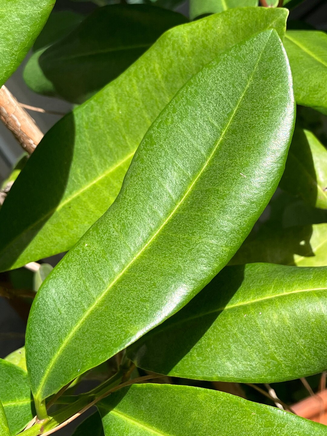 Lemon Bay Rum Leaves -- Fresh Herbs -- IN SEASON - Etsy